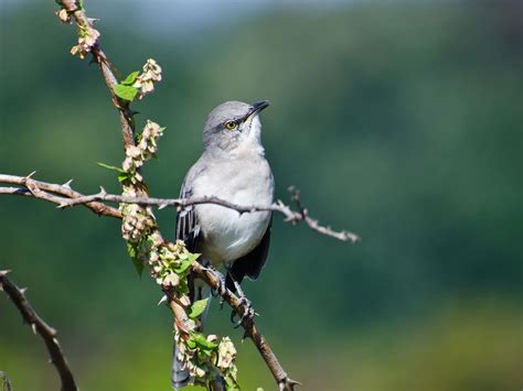 Where Do Northern Mockingbirds Live Habitat … Birdfact