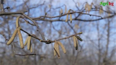 Секторът който може да стане стратегически за България Youtube