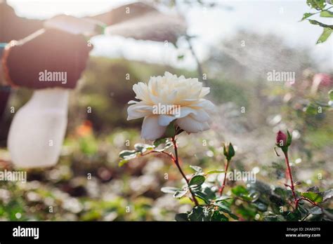 Gardener Applies Fertilizer On Flowering Rose Spraying Rose With