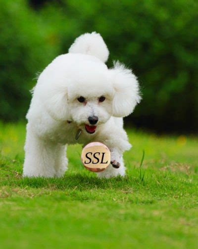 Poodle Ssl South Jersey Techies