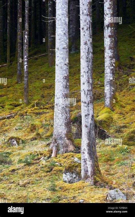 White Tree Trunks Hi Res Stock Photography And Images Alamy