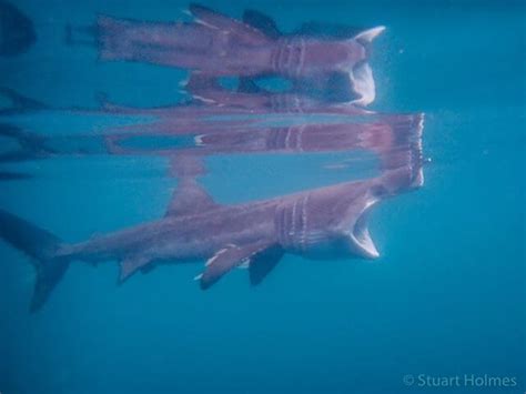 Juvenile Basking Shark Spotted Summer 2022 Basking Shark Scotland