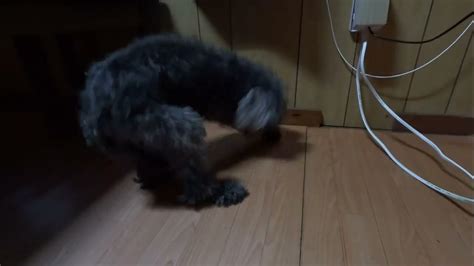【字幕4k】愛犬の爪がとれちゃった Youtube