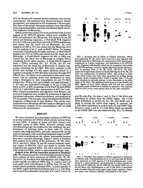 Differentiation Induced And Constitutive Transcription Of Human Papillomavirus Type 31b In Cell