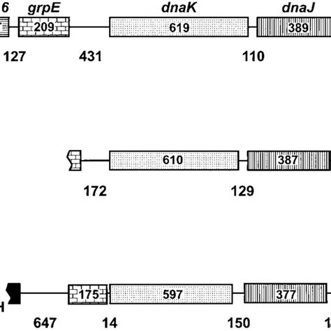 Classification Of Hsp Into Families According To Their Molecular Mass