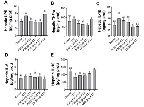 植物乳杆菌p101通过调控nrf2are信号通路减轻环磷酰胺诱导的小鼠肝损伤 知乎