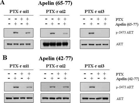Akt Phosphorylation Induced By Apelin Fragments In CHO Cells Expressing
