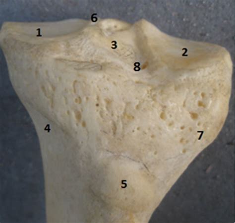 Diagram Of Proximal Tibia Quizlet
