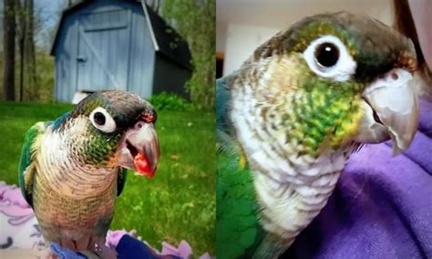 Turquoise Yellow Sided Green Cheek Conure Featherland Bird Cage