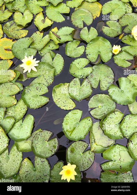 Blooming water lily on water. Densely growing water lily Stock Photo ...