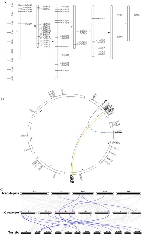 Genome Wide Identification And Expression Analysis Of Calmodulin Like