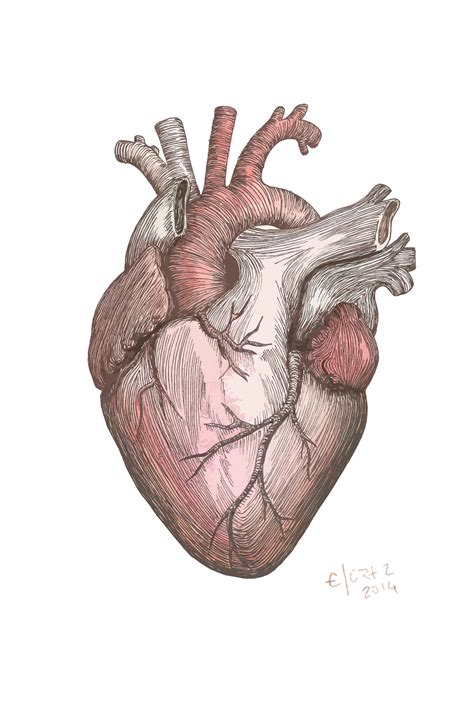 Heart Ilustration Edgar Ortiz Pintura Foto Retrato Cuore