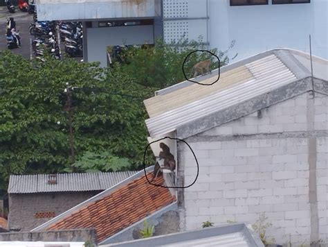 Monyet Ekor Panjang Berkeliaran Di Atap Pemukiman Warga Kota Bandung Tanda Bencana Alam