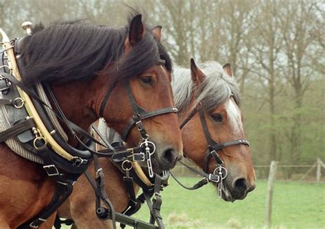10 Of The World S Most Beautiful Draft Horse Breeds And Heavy Horses