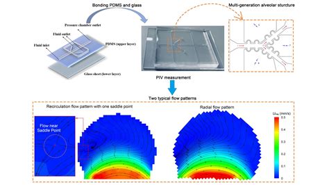 Artificial Breathing System Reveals Alveoli Function In Lungs Aip Publishing Llc