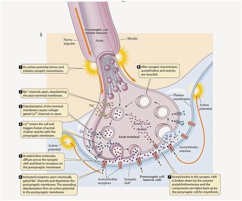 A Postsynaptic Cell Can Be A Neuron A Muscle