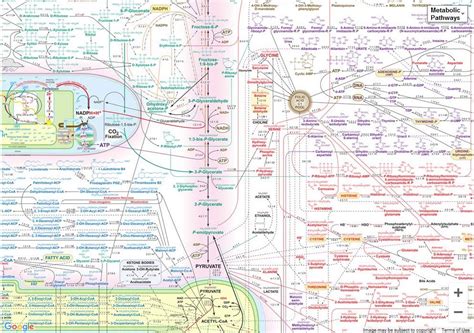 Interactive Metabolic Pathways Map Bioquímica Biotecnología