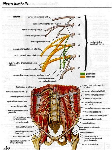8plexus Lumbalis