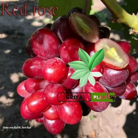 Bibit Anggur Impor Red Rose Varian Anggur Baru Lazada Indonesia
