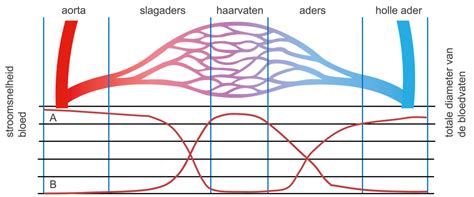 Het Bloedvatenstelsel Biologie Uitlegvideo En Oefenopgaven