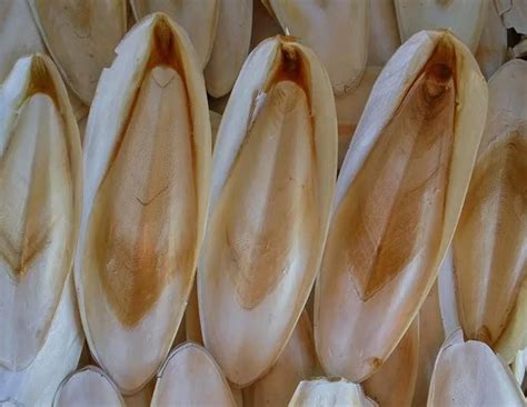 Best Sale Cutlefish Bone Cuttlefish Bone Powder Cheap Price From Viet