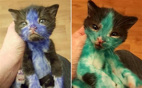 Kittens Named Smurf And Shrek After Being Coloured In Blue And Green