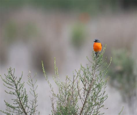 The Best Native Plants And Shrubs To Attract Birds Bright Lane Gardens