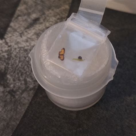 Micro Mini Garden Snail 1mm Shell Handmade 112 Scale Miniature Brown