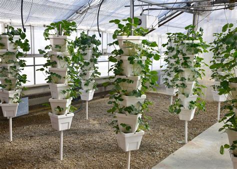 Cultiver ses fraises dans une tour comment fabriquer une tour à