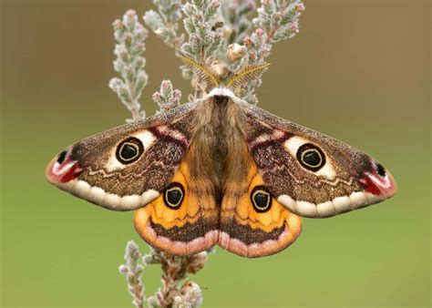 Download A Close Up Of A White Moth With Delicate Wings