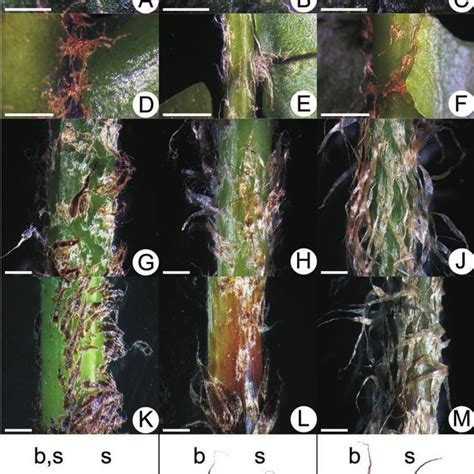 Spore Morphology A D G K N Nephrolepis Biserrata B E H L Download Scientific