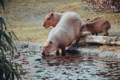 Where Can I Pet A Capybara Whataboutpets Everything About Pets