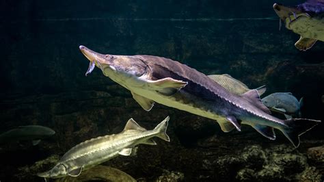 How Long Do Sturgeon Live