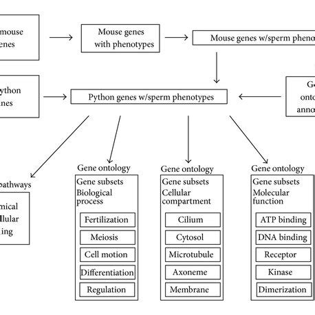 Overview Of The Comparative Genomics Approach To Identify And Download Scientific Diagram