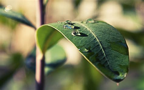 Free Images Nature Grass Branch Leaf Flower Wildlife Green