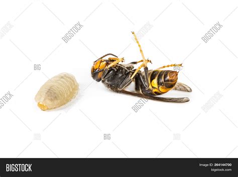 Close Dead Asian Image And Photo Free Trial Bigstock
