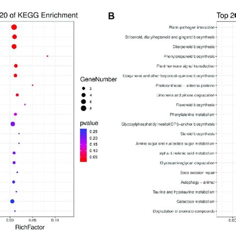 Kegg Pathway Enrichment Top 20 Kegg Pathways Enriched By Dmgs