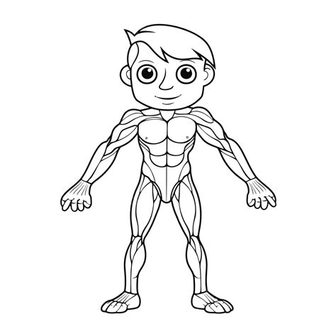 근육과 팔 윤곽 스케치 그림이 있는 근육맨 색칠 페이지 벡터 근육 해부학 그림 근육 해부학 개요 근육 해부학 스케치 Png 일러스트 및 벡터 에 대한 무료 다운로드