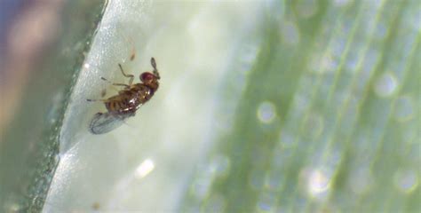 Galloibug Koppert Produtos