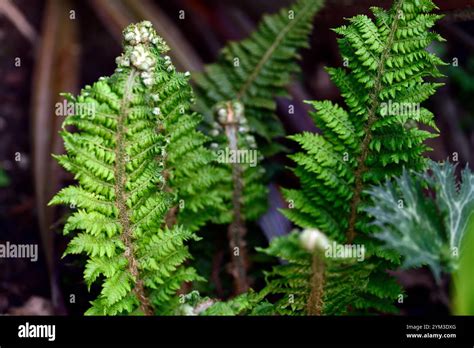 Polystichum Setiferum Congestum Fern Ferns Fronds Attractive Foliage