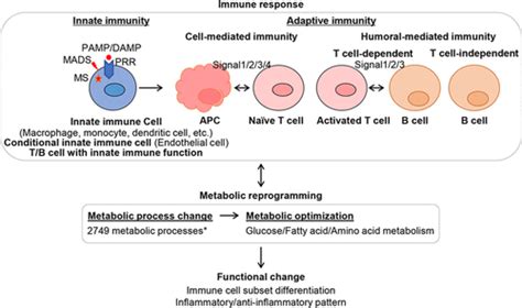 Metabolic Reprogramming In Immune Response And Tissue Inflammation