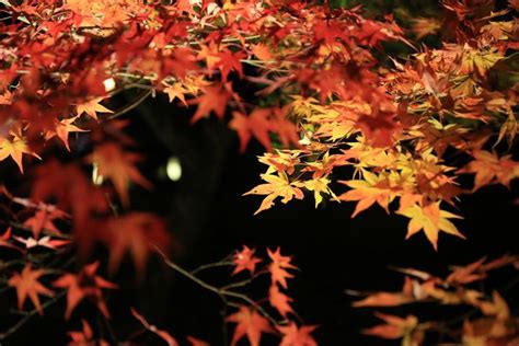 【恋に生きた日本の女性たち3】セレブ狙いの誘い上手 源氏物語の夕顔 Tabizine～人生に旅心を～