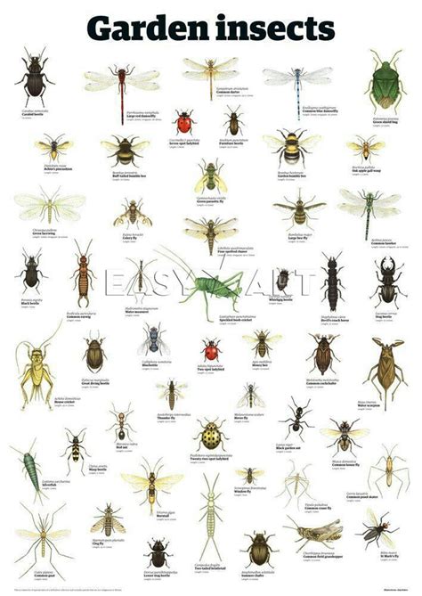 Pin By Dawn Webb On Garden Garden Bugs Garden Insects Garden Pests