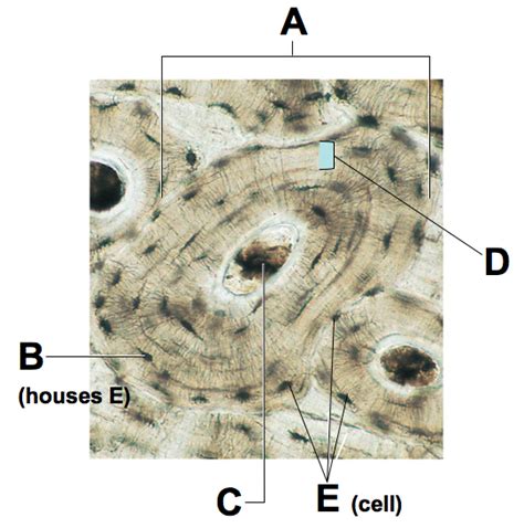 Anatomy Bone Tissue Micrograph Diagram Quizlet