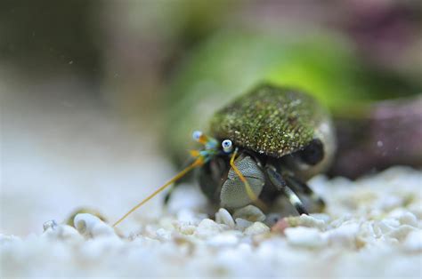 Dwarf Zebra Hermit Crab Photograph By Puzzles Shum Fine Art America
