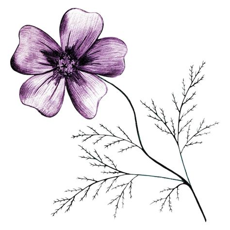 Violet Flower Drawing