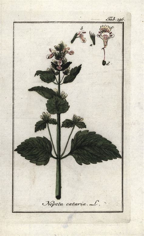 猫薄荷（nepeta Cataria）。约翰内斯 佐恩（johannes Zorn，1739 1799 年）afbeelding Der