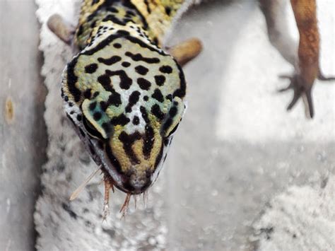530 Tokek Leopard Foto Foto Foto Stok Potret And Gambar Bebas Royalti