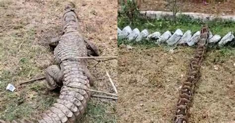 Video एक तरफ दैत्याकार मगरमच्छ दूसरी तरफ 13 फीट का अजगर देखते ही लोगों के उड़े होश People