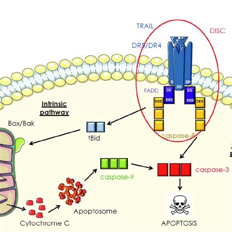 Trail Induced Apoptosis Signaling Pathway Via The Death Receptors Dr4